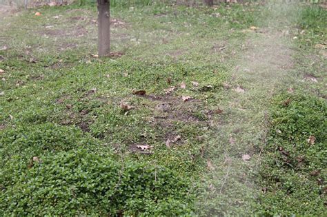 A Nimfea Egyesület Honlapja Híreink