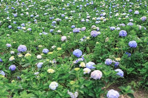 พาชมทุ่งดอกไม้ไฮเดรนเยีย แห่งดอยอินทนนท์ ที่ใครๆไปก็ต้องหลงรัก