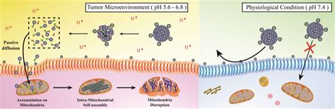 종양의 산성도 Ph 를 암세포 표적 치료 열쇠로 사용 시사인 투데이