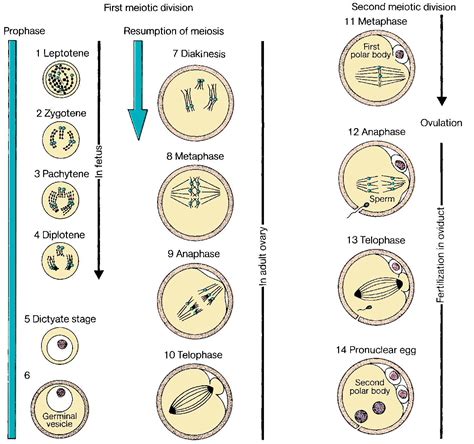 Fertilization And Embryogenesis Clinical Tree