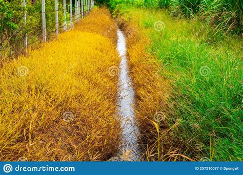 Green Grass And Dry Grass Effect Of Herbicide Sprayed On Grass Grass Reddish Brown Died