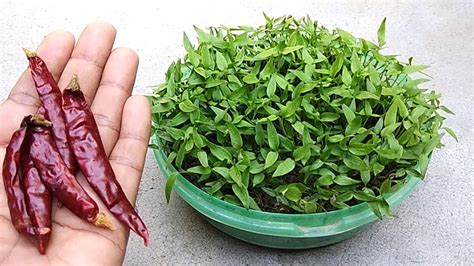Grow Chilli Easily From Dry Chilli Easy Seed Germination Youtube