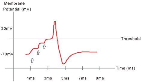 A Single Action Potential Firing Event Summation Of Excitatory Download Scientific Diagram
