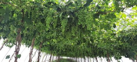 Фотогалерея — Приоритет Агро Prioritet Agro