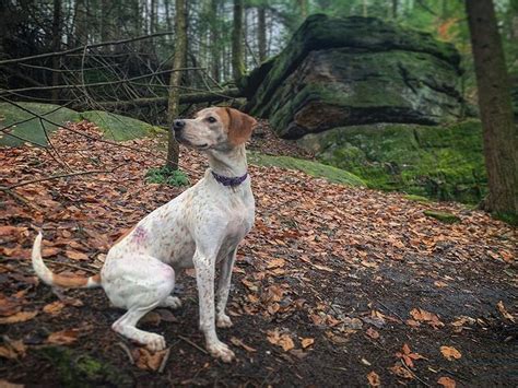 32 Adorable Beagle Mixes That You Would Love The Goody Pet