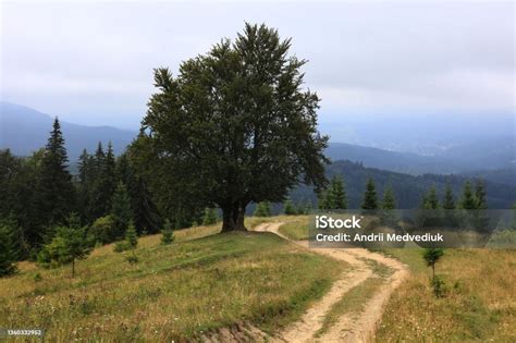 여름에 산악 시골 멀리서 오르막길 구불구불한 언덕에 있는 나무 멀리 능선 하늘에 구름 카르파티아의 아름다운 시골 풍경 우크라이나 유럽 0명에 대한 스톡 사진 및 기타 이미지