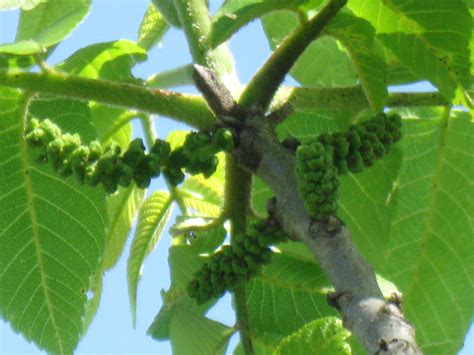 Pecan Pollination Season Rock Bridges Trees