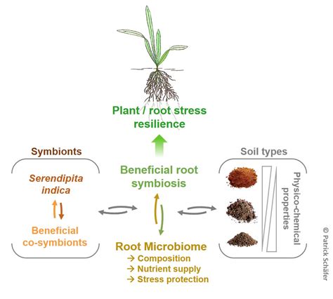 Functional Root Ecology Microbiomes As Source For Plant Stress