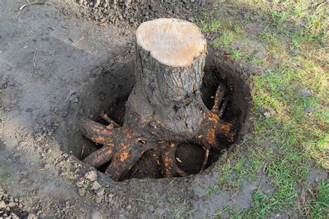 Tree Stump Removal Johnson Ops Tree Care