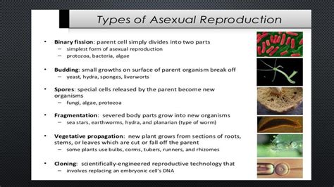 Reproductive System Ppt Download