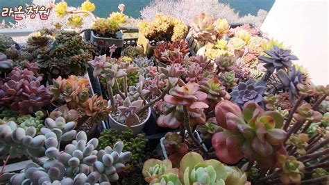 240414 벌써 물고픔보이는 실외기위 다육이들 다육 다육식물 다육이succulent 베란다다육 たにくしょくぶつ Youtube
