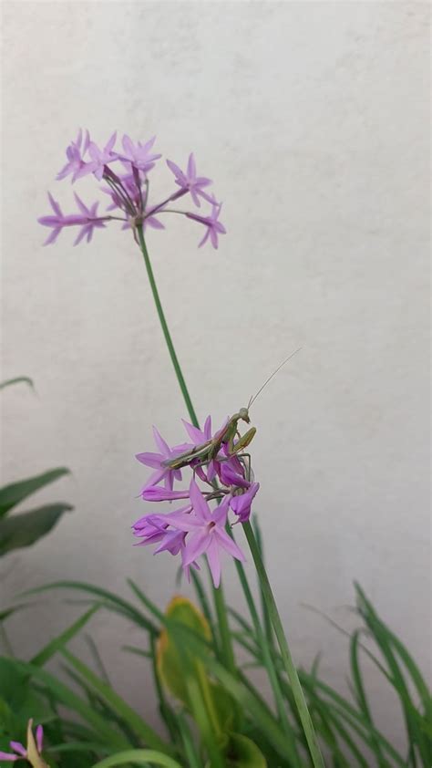 Mantis Insect Nature Free Stock Video Pixabay