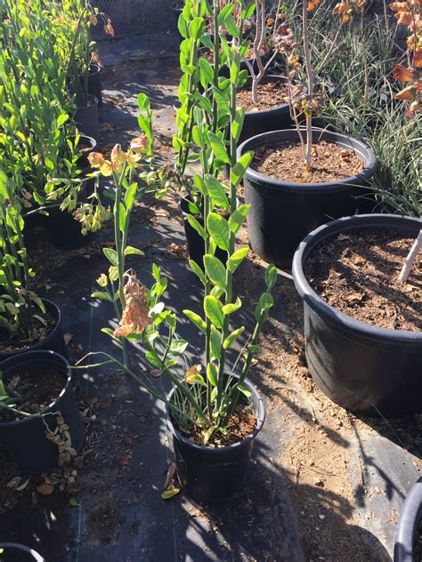 Buy Pedilanthus Macrocarpus Slipper Plant Bidscape