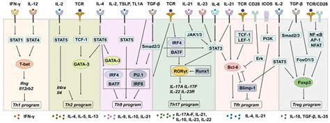 The Basics Of The Overall T Cell Signaling Pathway Edh95adg Seung Hoon Lee