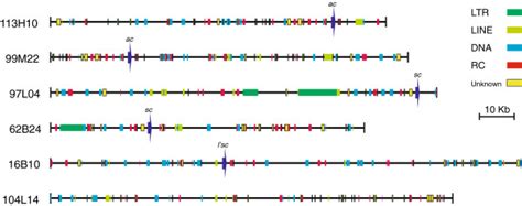 Distribution Of Transposable Elements And Repeats In Sequenced Bacs