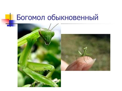 Красная книга Насекомые презентация онлайн