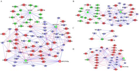 Mirna Mrna Interaction