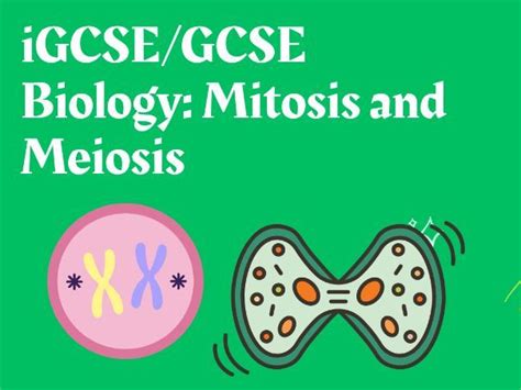 Igcse Gcse Biology Mitosis And Meiosis Teaching Resources
