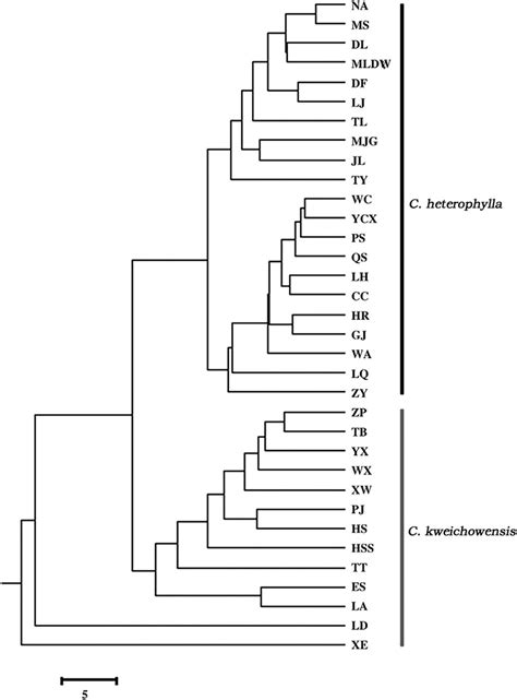Unweighted Pair Group Method With Arithmetic Mean Upgma Dendrogram Of