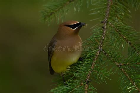 Bird Cedar Waxwing With An Insect In His Beak Perched On Spruce Stock Image Image Of Spring