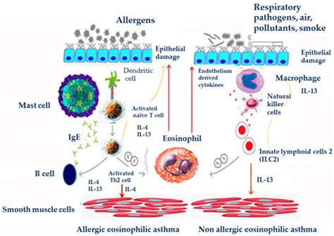 Acute Severe Asthma In Adolescent And Adult Patients Current
