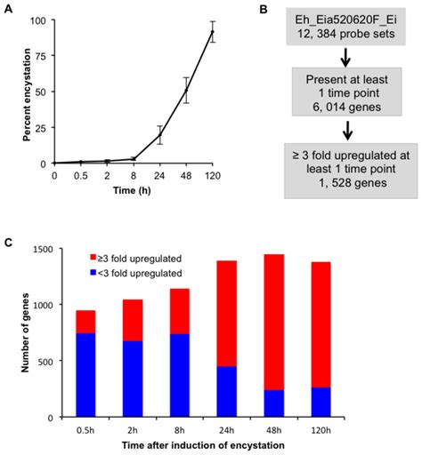 Overview Of Transcriptomic Analysis A Kinetics Of Differentiation
