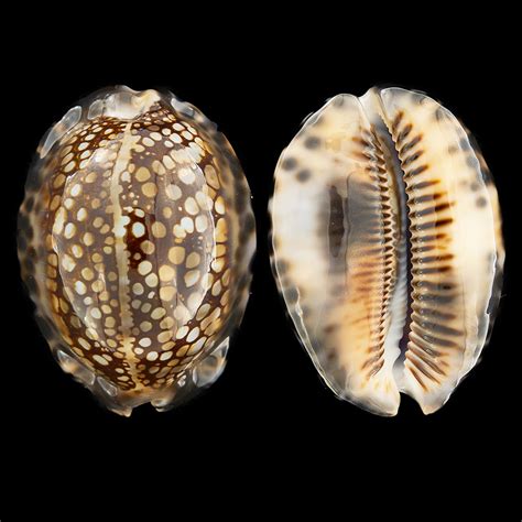 Mauritia Maculifera Hawaii