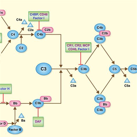 Multifaceted Activity Of The Complement System In Immunity