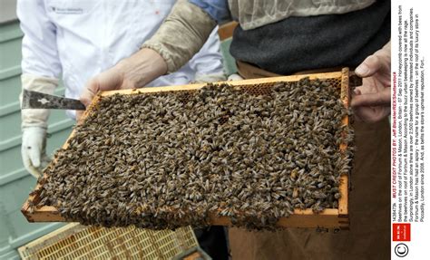 Bee Breakthrough As Scientists Find How Common Pesticide Kills Off