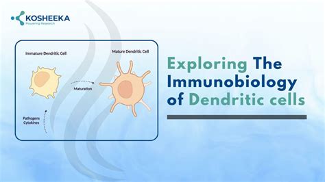 What Are Dendritic Cells And Their Role In Immunobiology