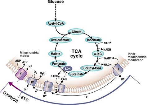 Mitochondrial Tca Cycle Metabolites Control Physiology And Disease Pmc