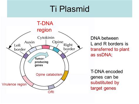 Ti Plasmid