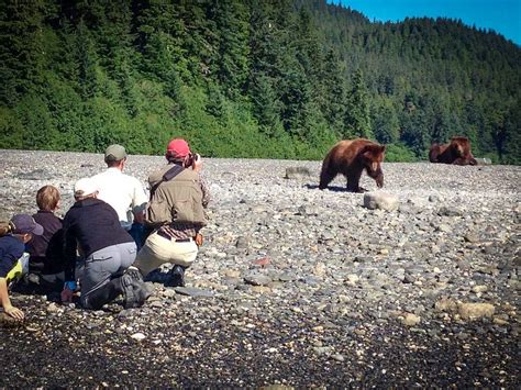 Pack Creek Bear Tours Bear Viewing On Admiralty Island Alaskaorg