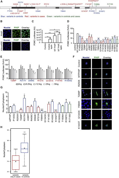 Functional Characterization Of Obesity Associated Variants In Phip A Download Scientific