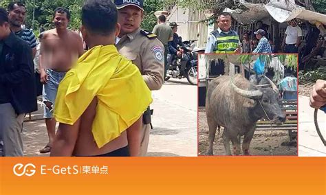 ក្របីមួយក្បាលដេញវ័ធអ្នកផ្សារប៉ោយប៉ែតរបួសធ្ងន់ស្រាល ៦នាក់