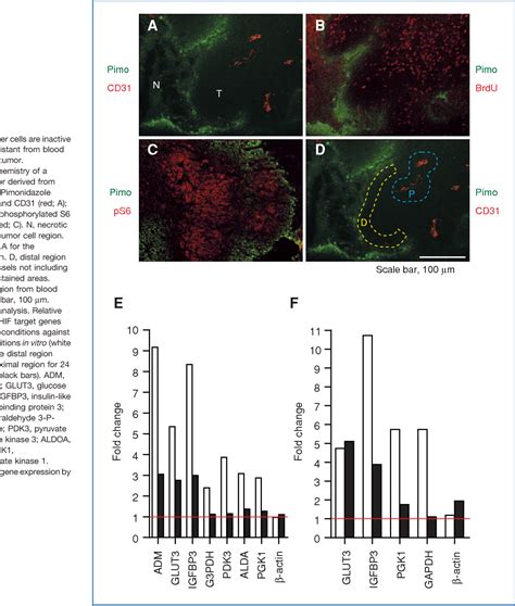 Figure 1 From Downregulation Of C Myc Protein Levels Contributes To