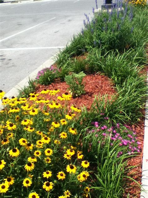Shrubs For Parking Lots Plants That Do Well In Parking Strips Xlyijj