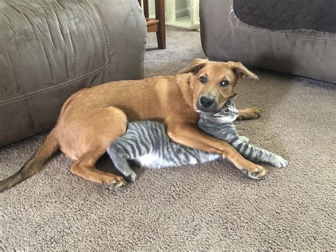 “i Shall Call Him Squishy And He Shall Be Mine And He Shall Be My Squishy” R Aww