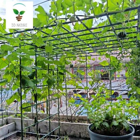 เสาไม้เลื้อย กระกางต้นไม้ ไม้ค้ำต้นไม้ 10 แท่งในห่อ หลักไม้เลื้อย เสาต้นไม้ ยาว 60 180 ซม หนา