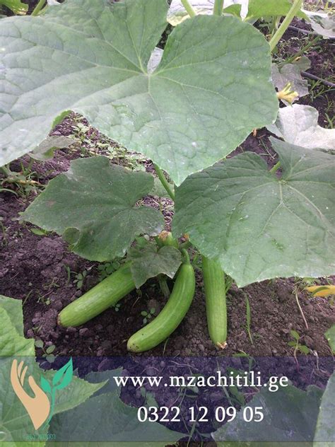 მზა ჩითილი • Mza Chitili 📢 ყურადღება ⏱ ორშაბათს 27 აგვისტოს თბილისის ფილიალში გაყიდვაში