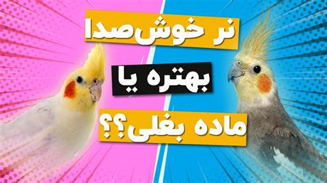 عروس هلندی نر بهتره یا ماده؟ Youtube