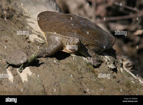 Spiny Softshell Turtle Map Turtle Basking Sand Bar Little Miami River