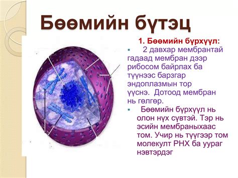 эсийн бүтэц бүрхүүл бөөм сийвэн Pptx