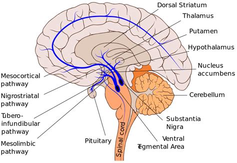 Dorsal And Ventral Striatum