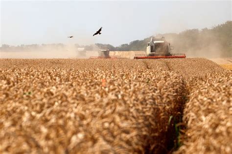 Експорт пшениці на третину перевищує торішні обсяги Читайте на Ukr Net