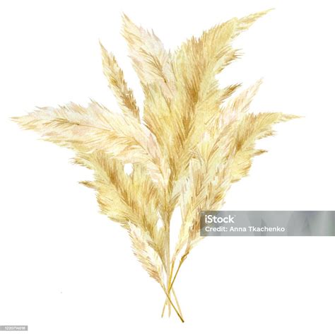 수채화 야생 꽃다발입니다 디자인 보헤미안과 현대적인 스타일을위한 팜파 그라스 패니클 코르타데리아 셀로아나 남미 깃털 꽃 머리 깃털 결혼식 무적 Ans 베이비 샤워 청첩장에