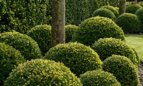 Ilex Crenata Haag Groupon