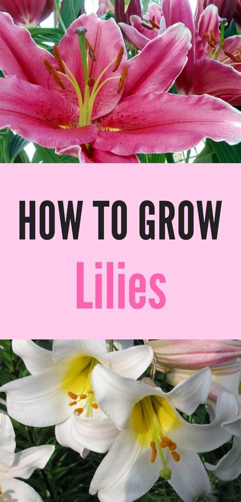 How To Plant And Grow Lilies NATALIE LINDA