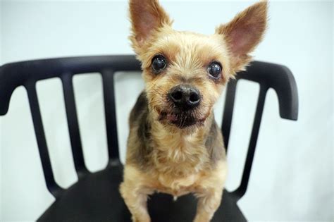 인천 2018 0226 요크셔테리어 복순이 책임분양 강아지무료분양 고양이무료분양 도그마루 보호소 유기견 강아지입양