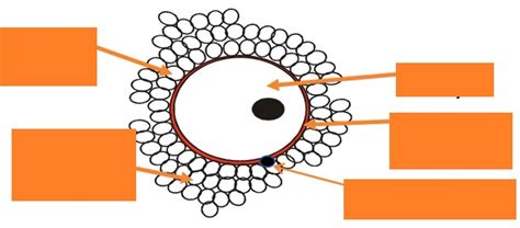 Diagram Of Wk Tue Ovulation The Corpus Luteum Quizlet